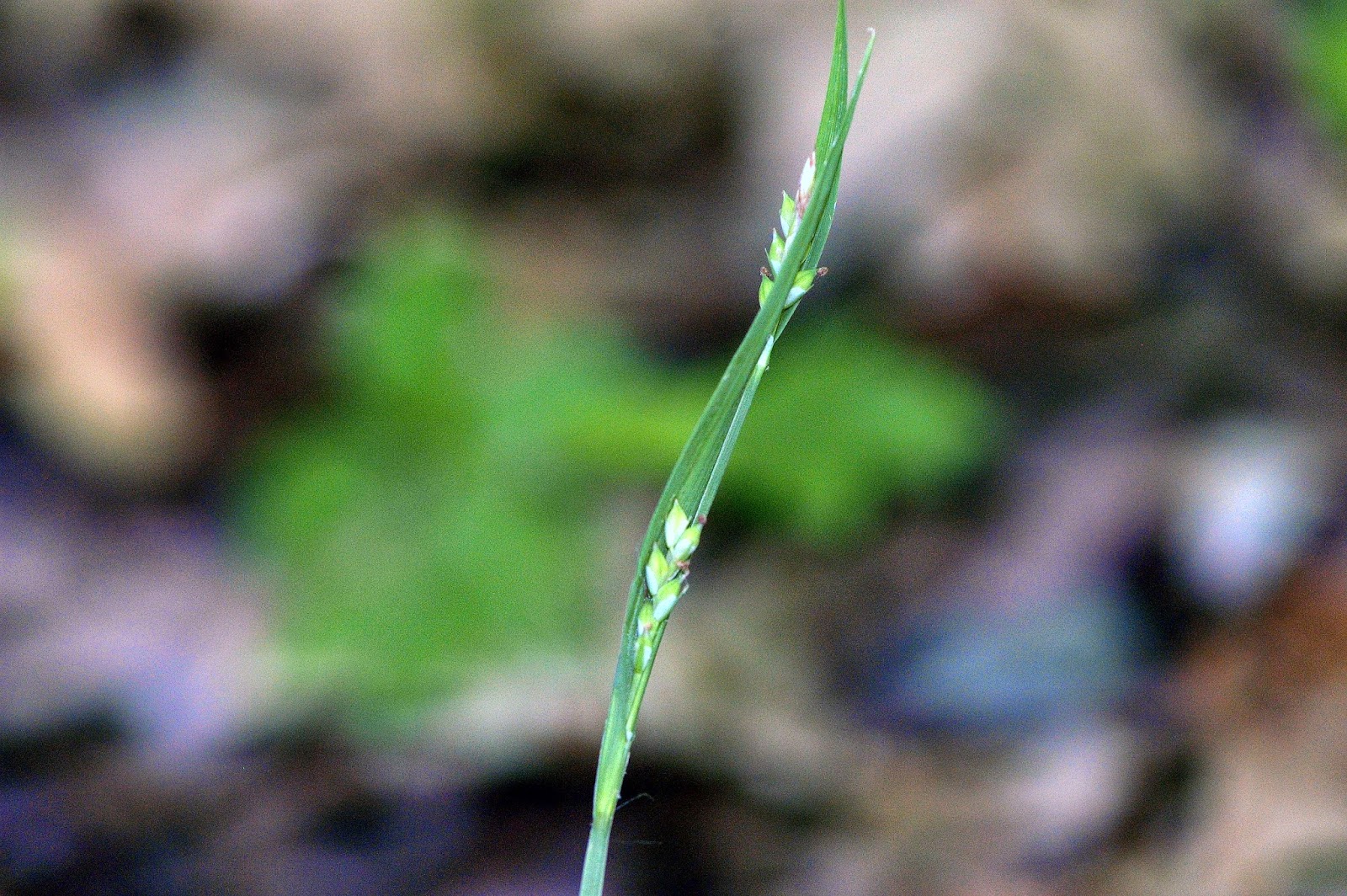 Field Biology in Southeastern Ohio: Carex Sedges part 3, the small species