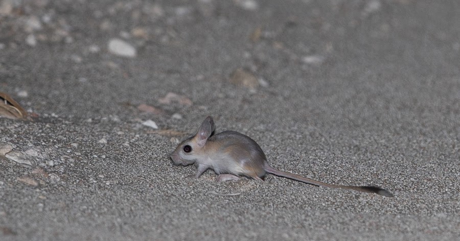 Birds of Saudi Arabia: Lesser Egyptian Jerboa – Judah