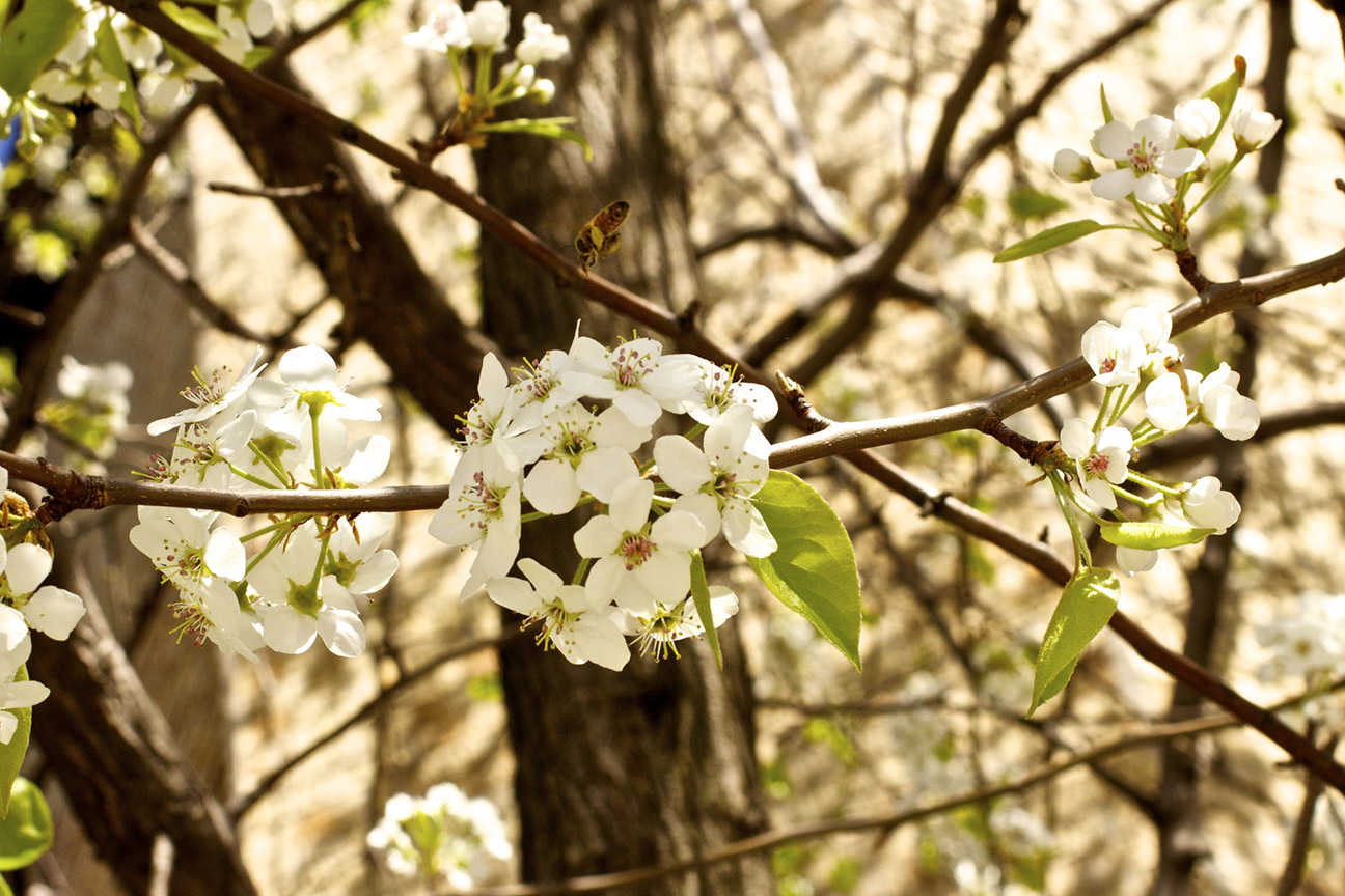 Flora Urbana: Poirier de Chine, Pyrus calleryana, Callery pear