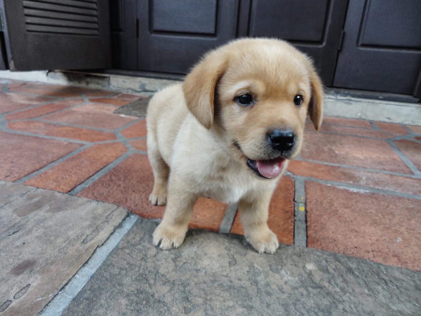 Família Labrador: Último Filhote Macho Caramelo