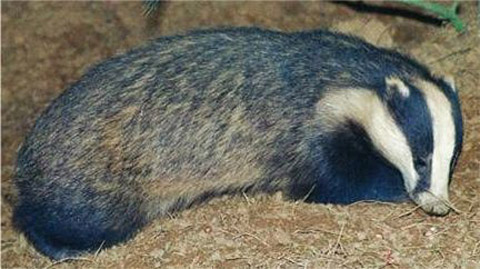 Universo Animal: Tejón