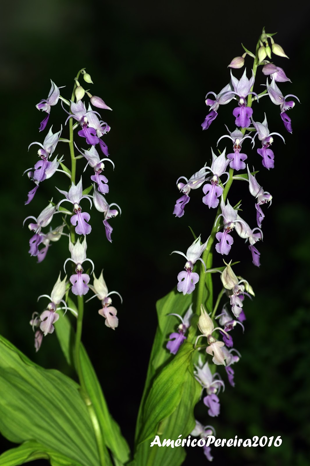 Orquídeas soltas: Calanthe reflexa