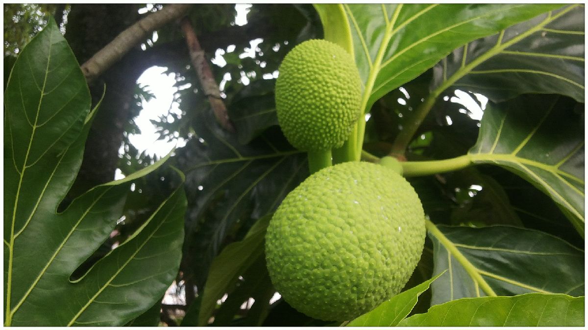 mrkumai.blogspot.com: Pokok Buah Sukun