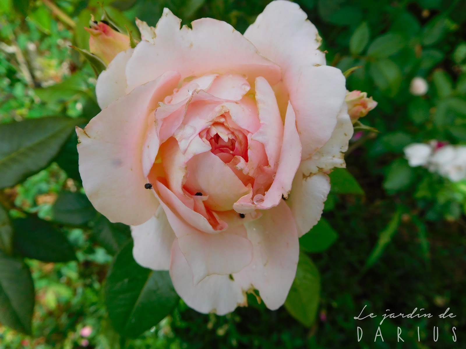 Le Jardin de Darius: Reflets de Nacre