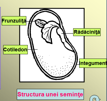 Biologia : Funcțiile fundamentale ale plantelor: funcția de reproducere