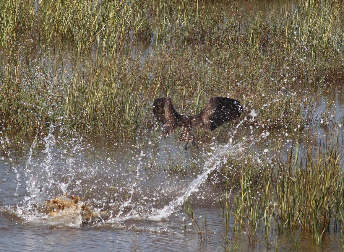 Jo's Morning Walk: Loggerhead Shrike Hunting, Osprey Fishing