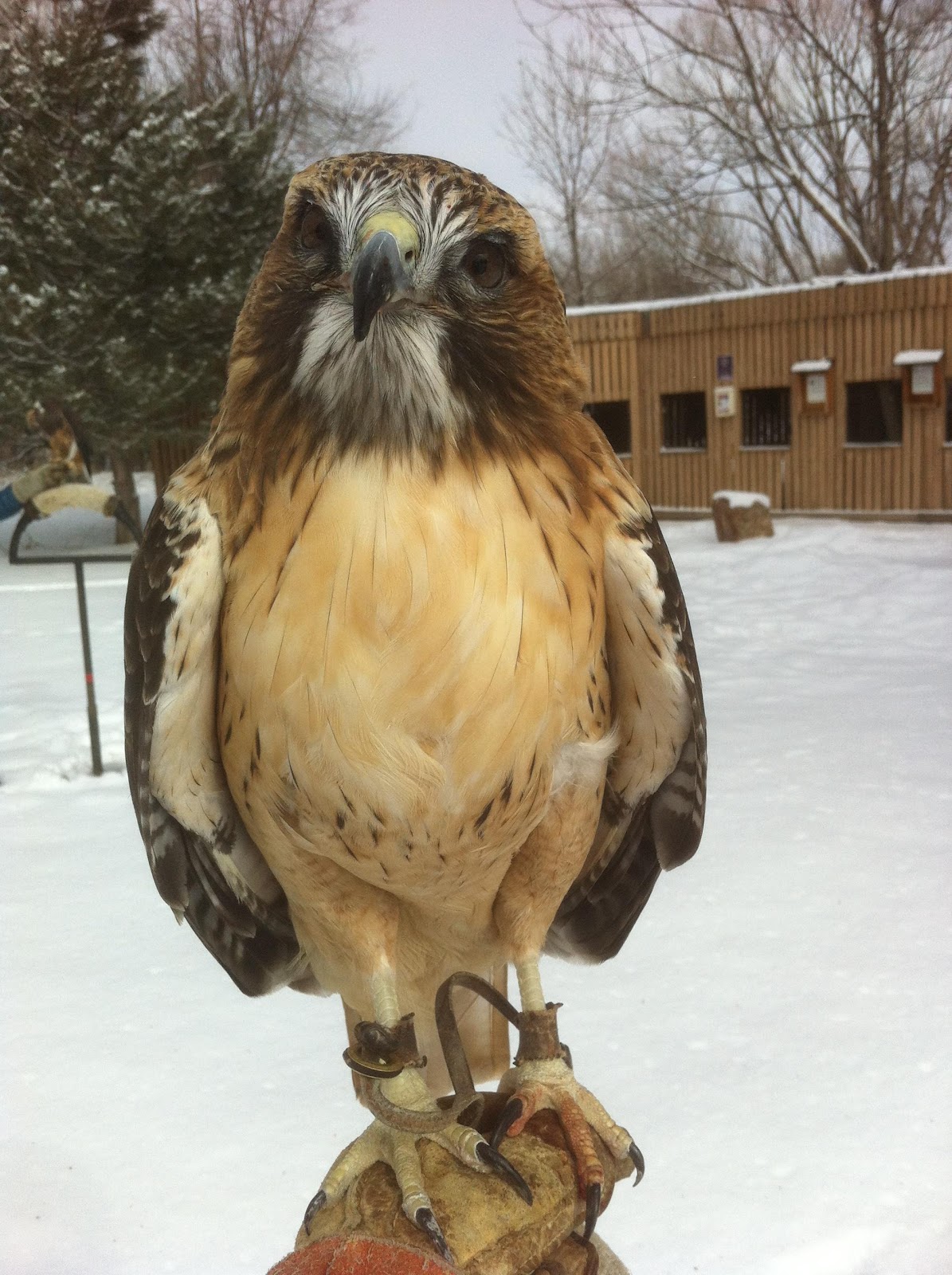 The Owl's Perch: Why Red-Tailed Hawks Are Awesome!