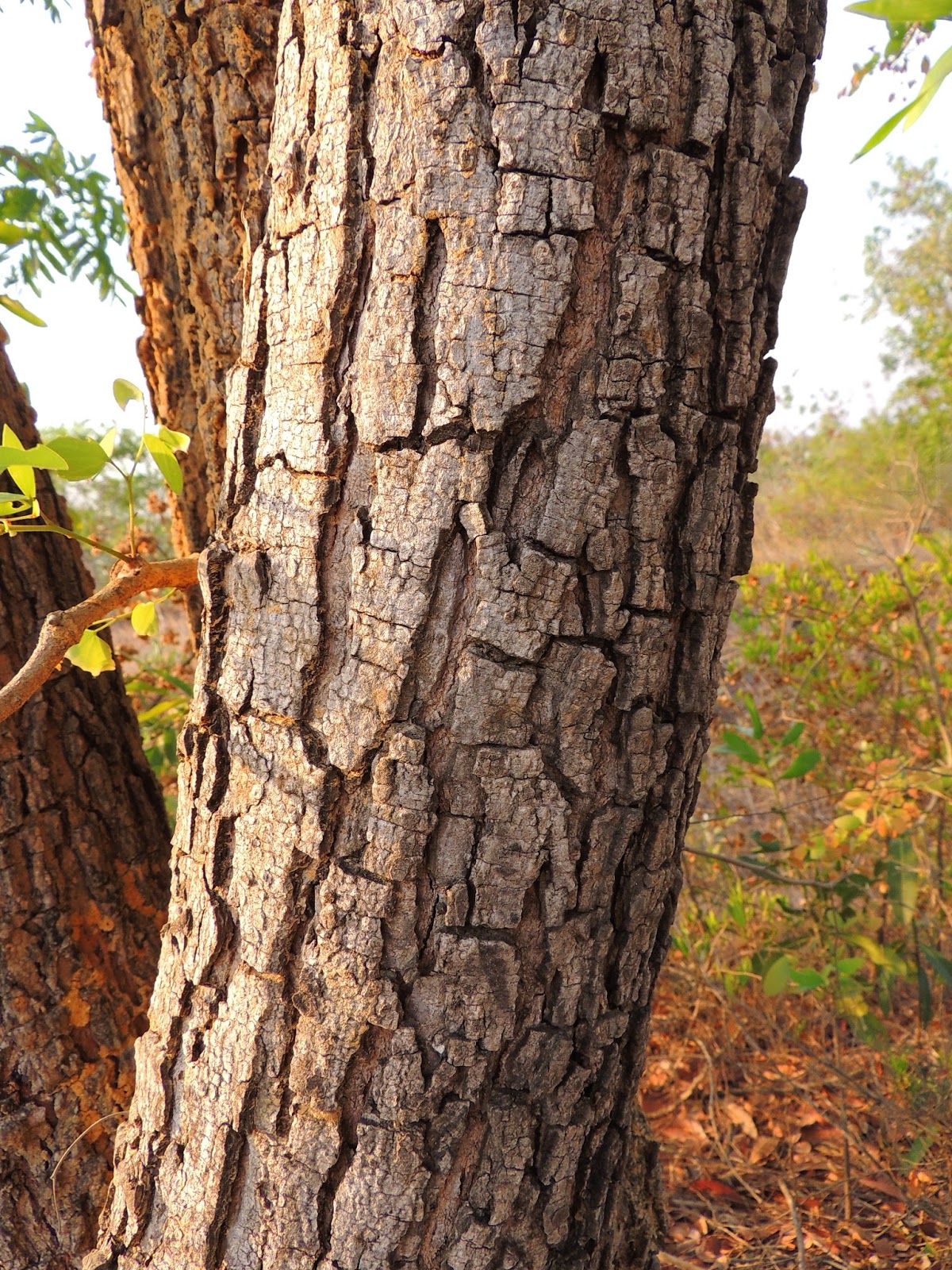 Dera's bio-diversity: Hardwickia binata