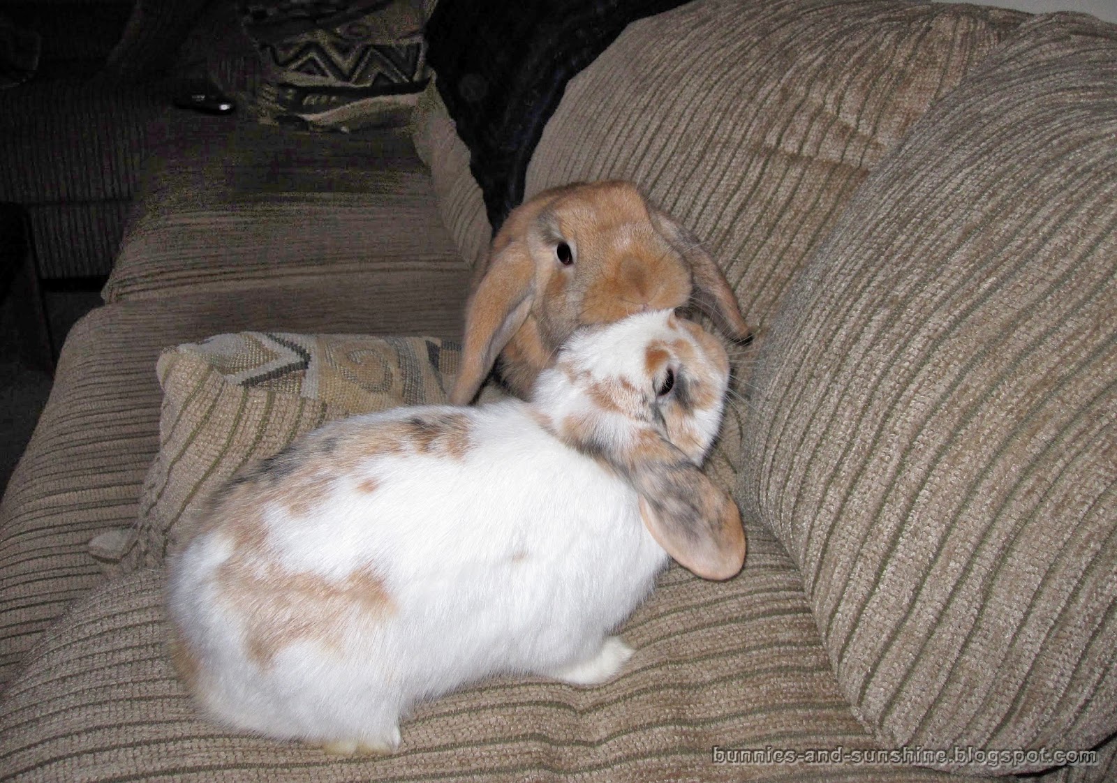 Bunnies and Sunshine: Make mine sugar.