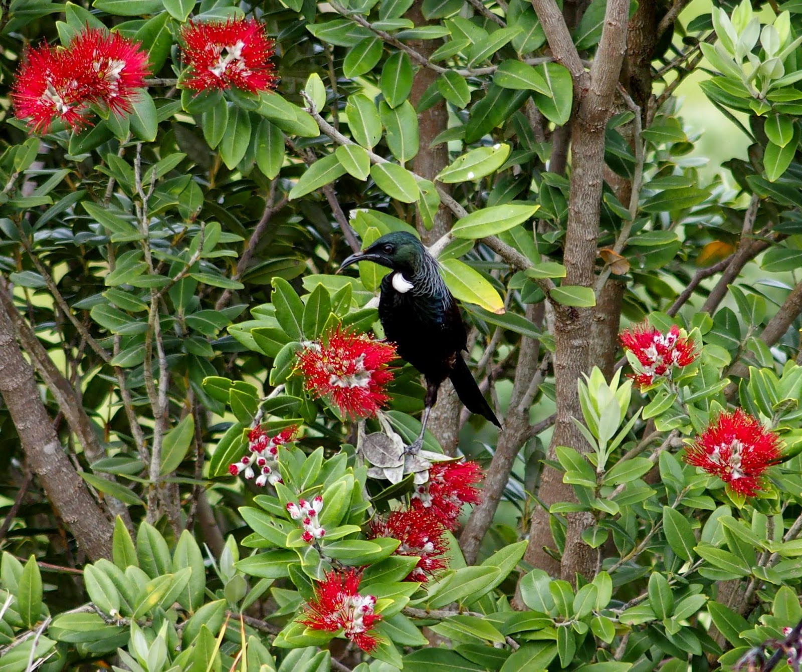 A Natural Garden: Tuis at work among the pohutakawa last Xmas