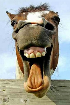 The Larfin Camel's Chuckle Site: Properties of Alcohol