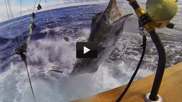 Marlin and Tuna fishing : Hot fishing girls in Bikinis