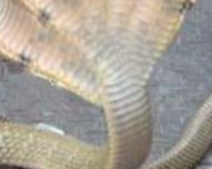 5 HEADED SNAKE IN INDIA TEMPLE PLACE