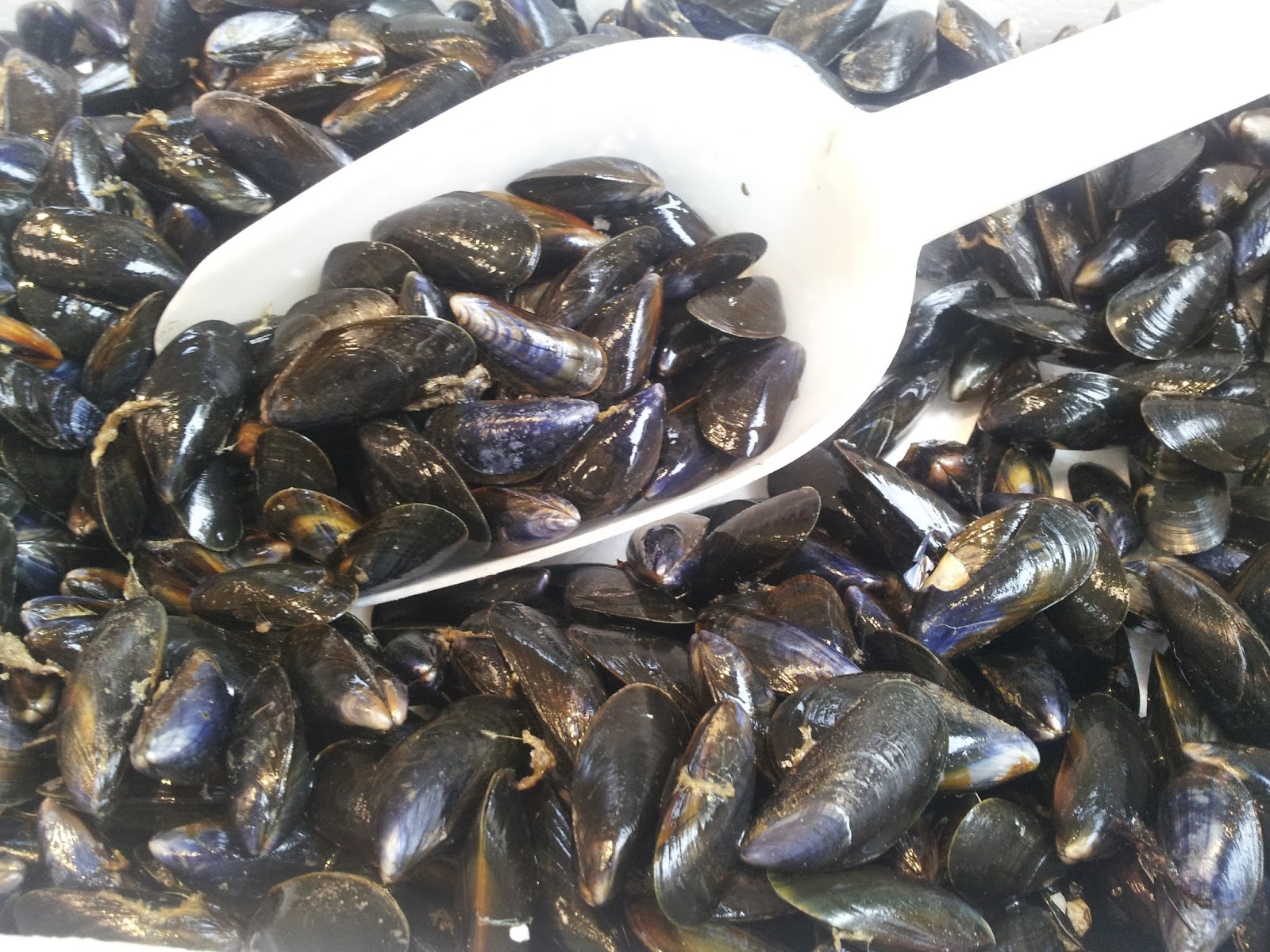 Pescadería Cisne: EL MEJILLÓN