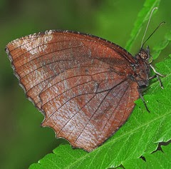 Miscellanea: Endemic Butterflies of Sri Lanka