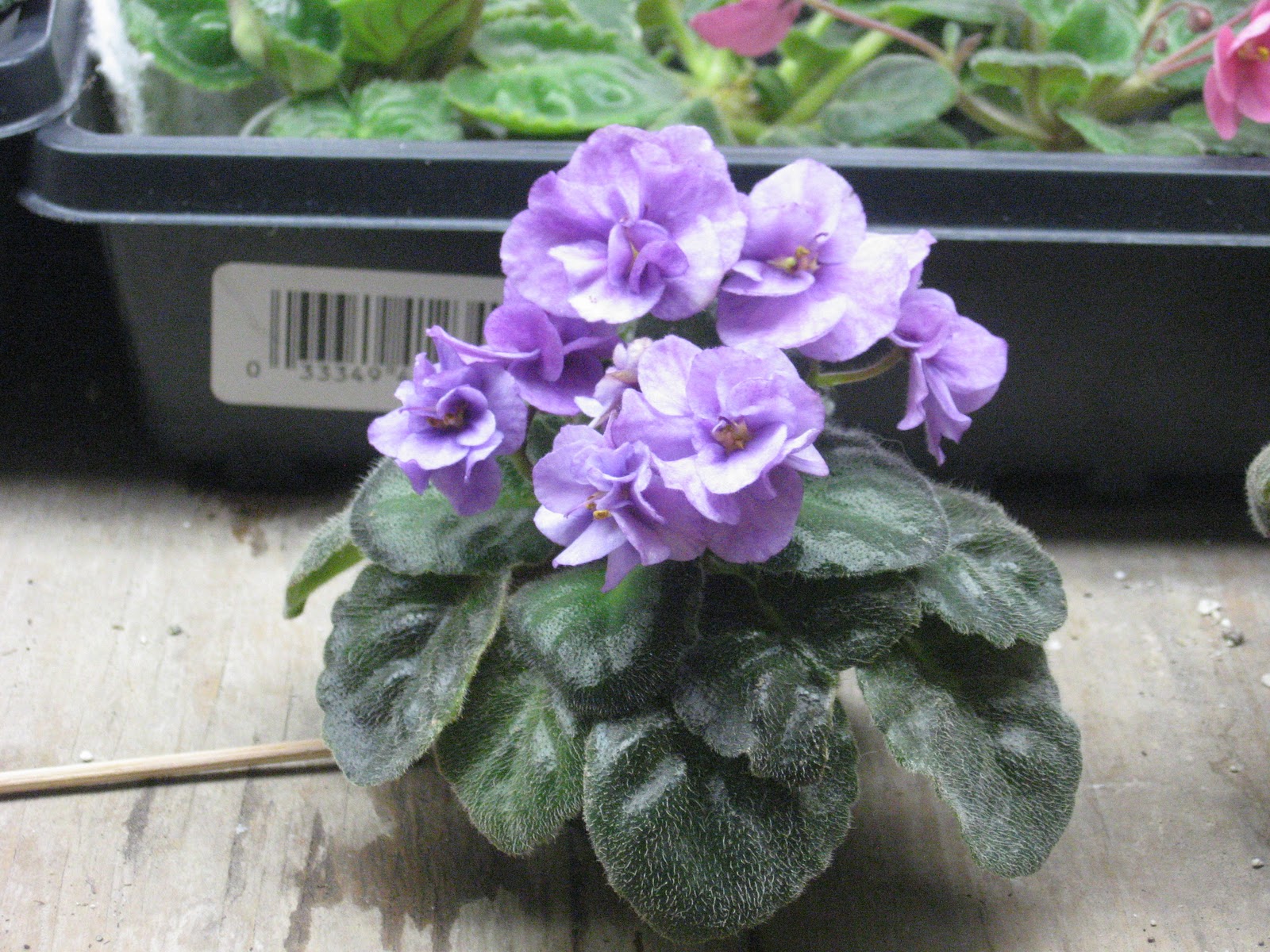 Shanti's African violets
