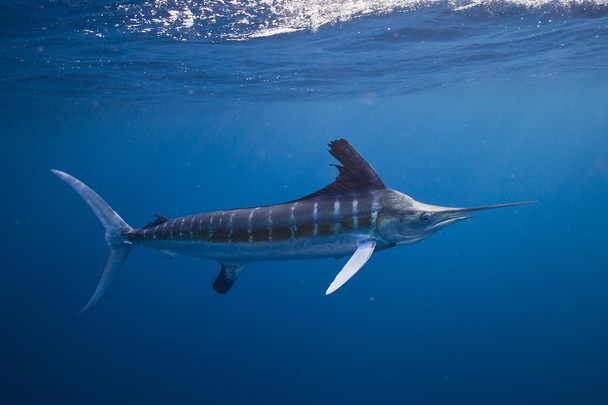 Konsep Top Ikan Marlin