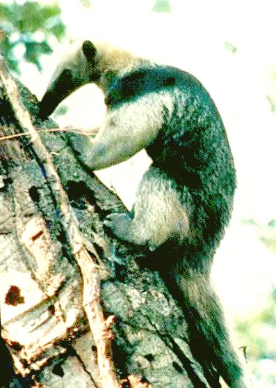 Cultura Guaraní: EL OSO MELERO