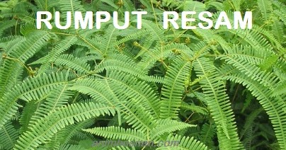Anim Agro Technology: RUMPUT - JENIS RESAM