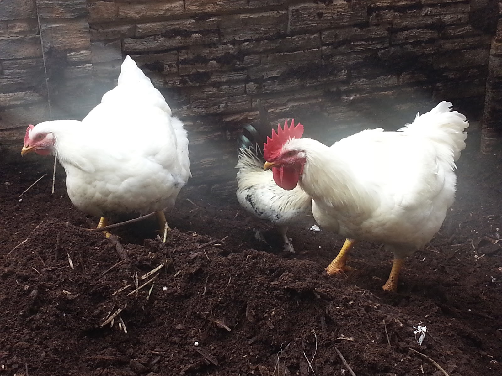 The Potchefstroom Koekoek: An old-fashioned, dual-purpose bird