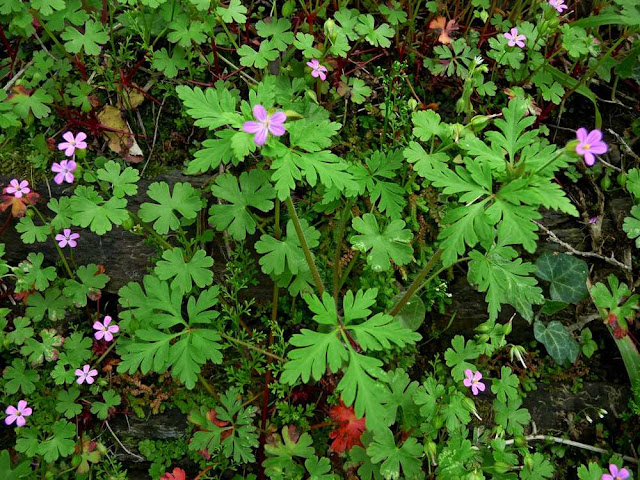 r o b i n 's y a r d: Geranium purpureum