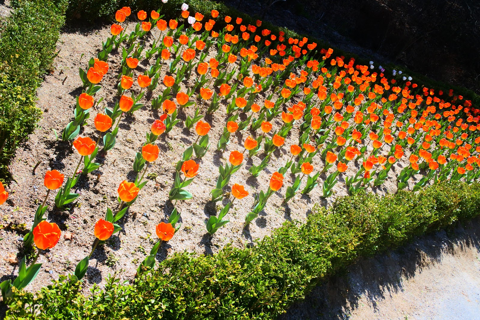 Jalan - jalan Korea 2017: Musim bunga di Garden of Morning Calm dan ...