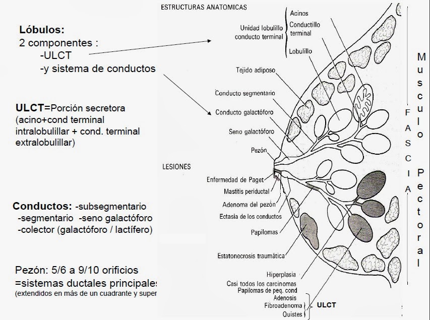 Patologia B: MAMA: INFLAMACIONES.LESIONES EPITELIALES BENIGNAS. TUMORES
