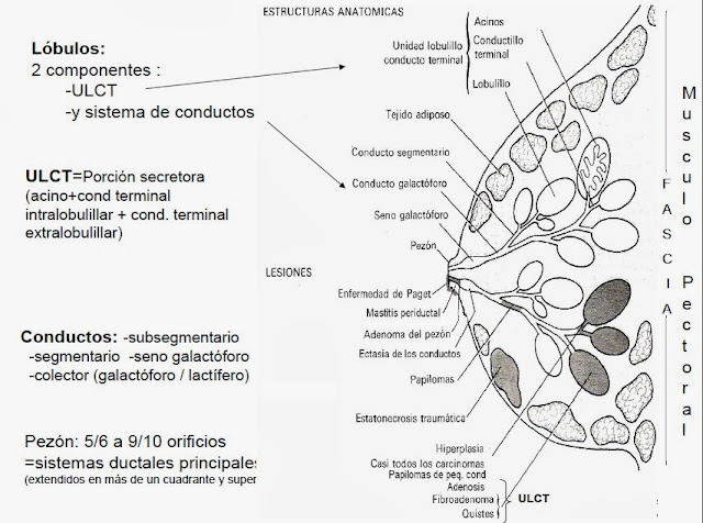 Patologia B: MAMA: INFLAMACIONES.LESIONES EPITELIALES BENIGNAS. TUMORES