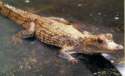 La Babilla (Caiman crocodylus fuscus): Generalidades