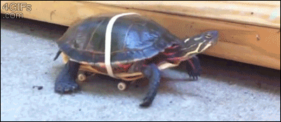 La tortuga mas veloz del mundo | Gifs Divertidos