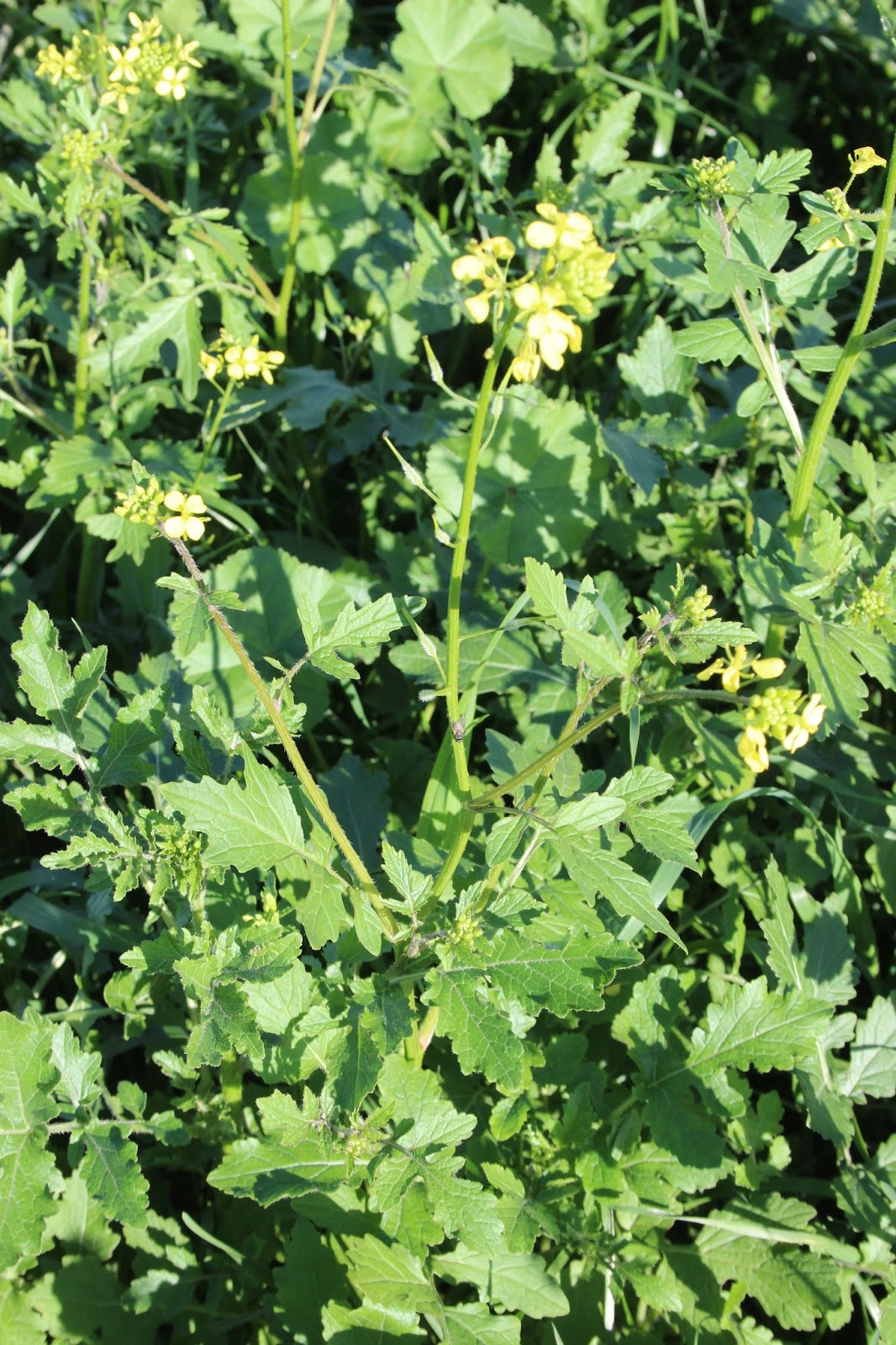 Biodiversity of Cyprus by NGO Protection of the Natural Heritage and ...