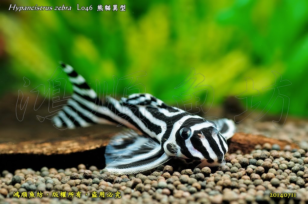 鴻順魚坊: Hypancistrus zebra L046 熊貓異型