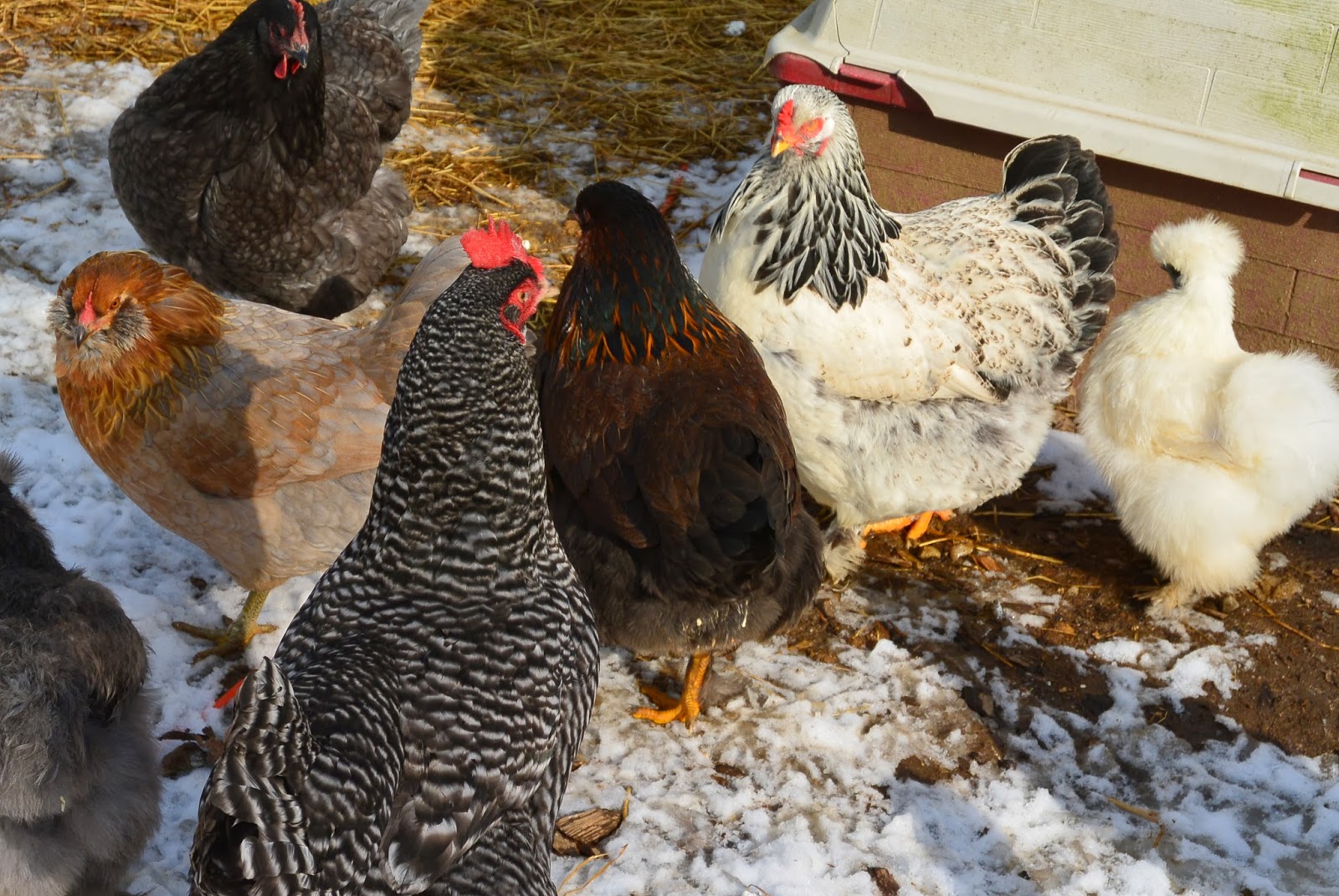 Sharon Space: Counting Chickens Before They Hatch