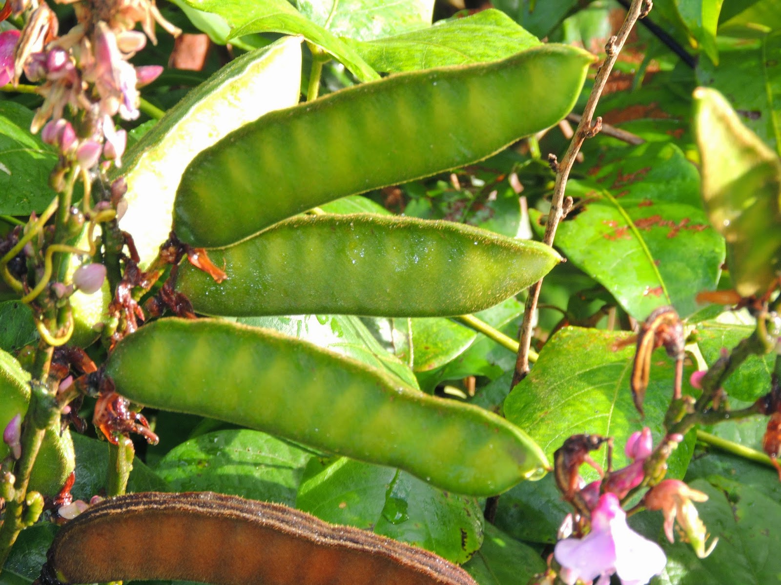 Fabaceae - Leguminosae no Brasil: Dioclea