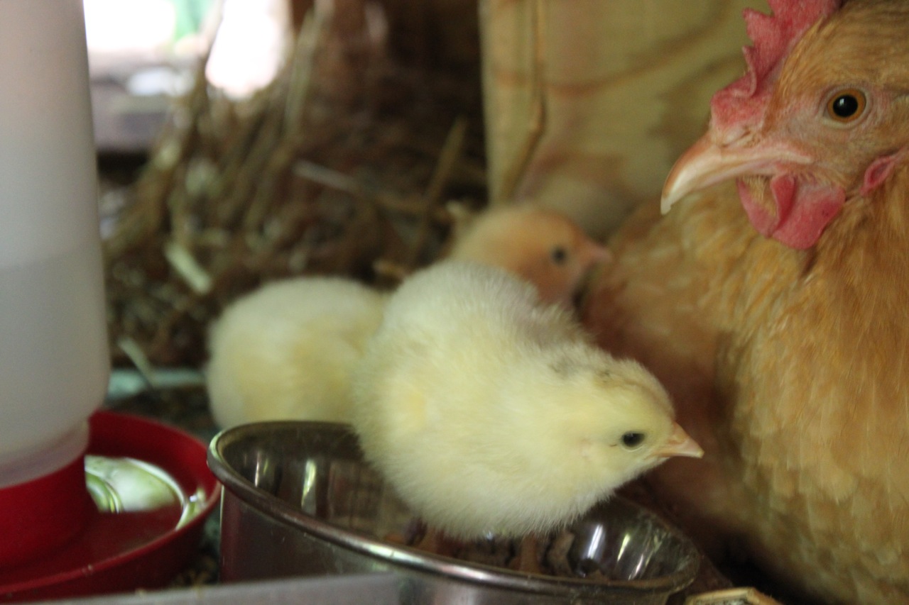 Cooped: Our Story Part 2