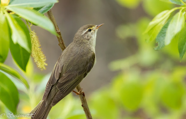 Luonnon luomaa: Pajulintu ja elämän iso kuva