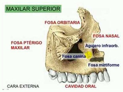 Maxilar superior - Imagui