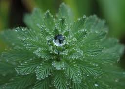 ifittri center: Gambar Embun di atas daun dan tanaman