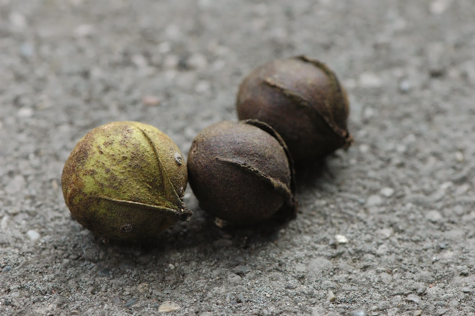 Field Biology in Southeastern Ohio: Hickories of Ohio