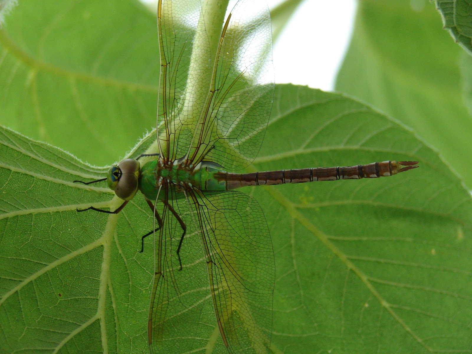 Canadian Nature ~ Part Four: Insects