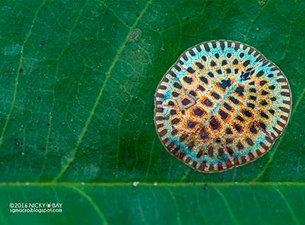 Pesta Ubin 2016: 28 May (Sat): Night Macro Photography Workshop with ...