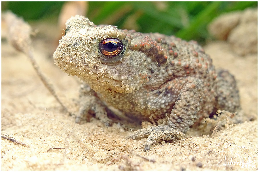 LH VANDAAG: .....''zandpad''..... een kleine jonge pad op een molshoop!!