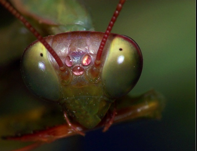 InSeCtOs: ÓRGANOS DE LOS SENTIDOS EN INSECTOS