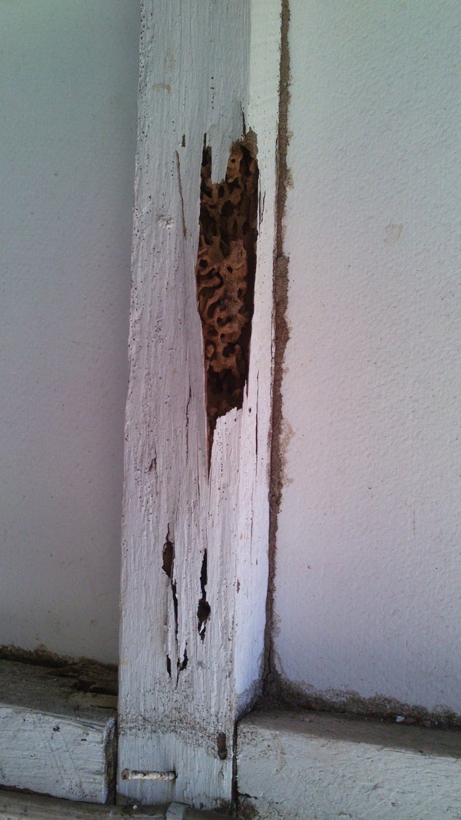 Sunshine and Paint Pots: The aliens have landed..