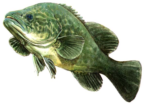 IKAN KOD Sumber Protein Terbaik