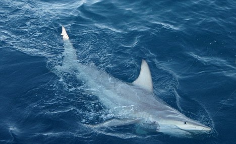 White Wolf : Hybrid Sharks Found in Australian Waters