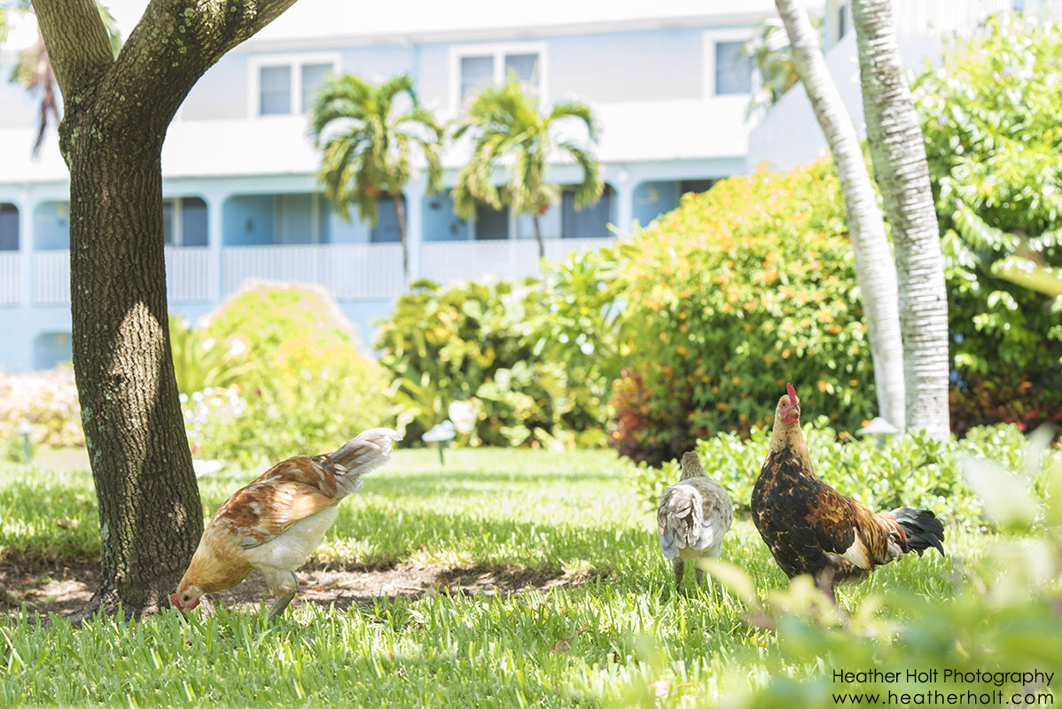 SILVER SANDS: The Wild Chickens of Cayman