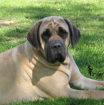 American Mastiff Dog breed