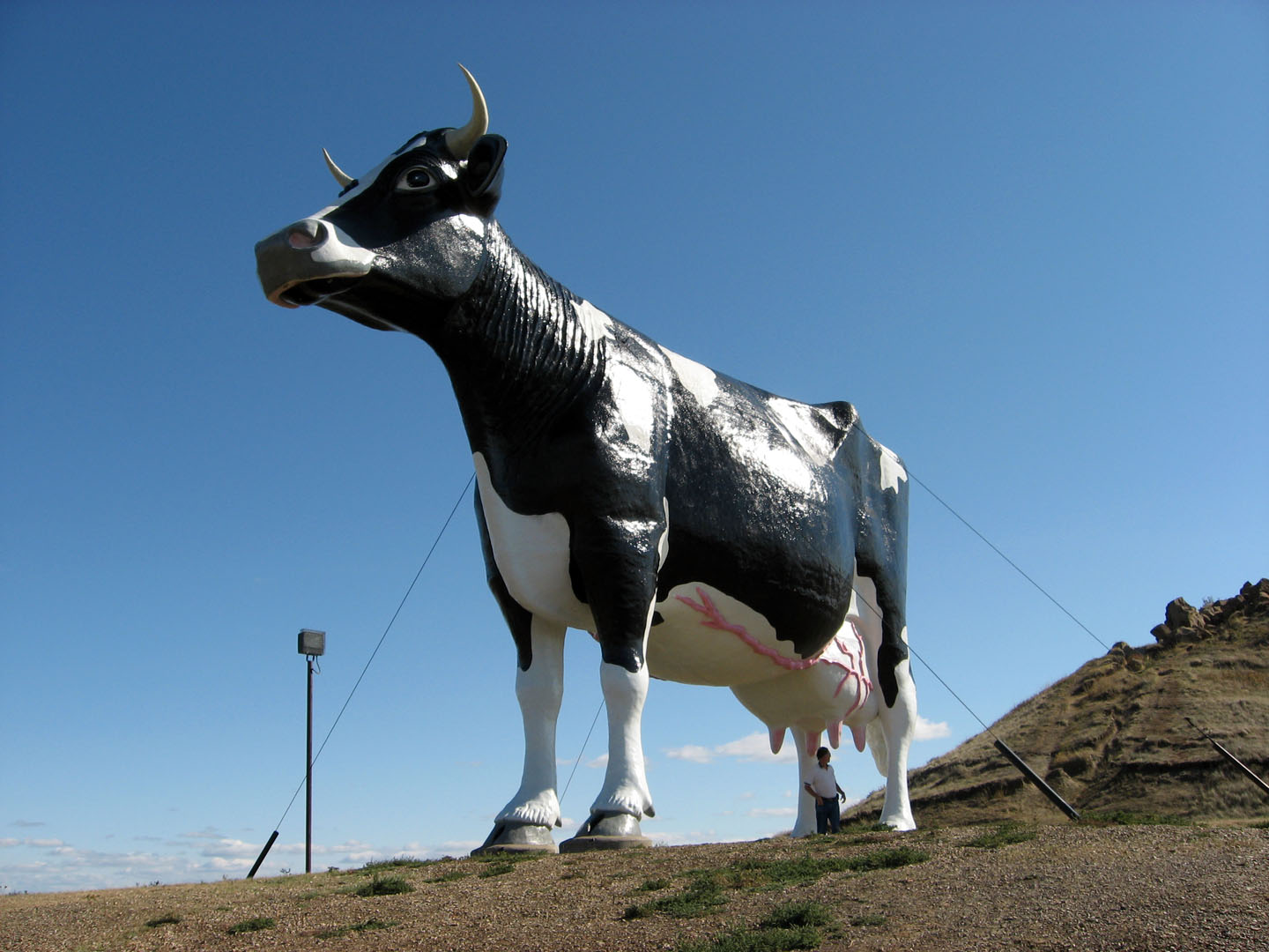 Eccentric Roadside: Here's looking at you, cud: Some roadside bovines ...