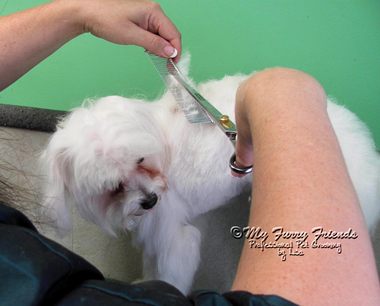 Pet Grooming: The Good, The Bad, & The Furry: Hand Scissoring